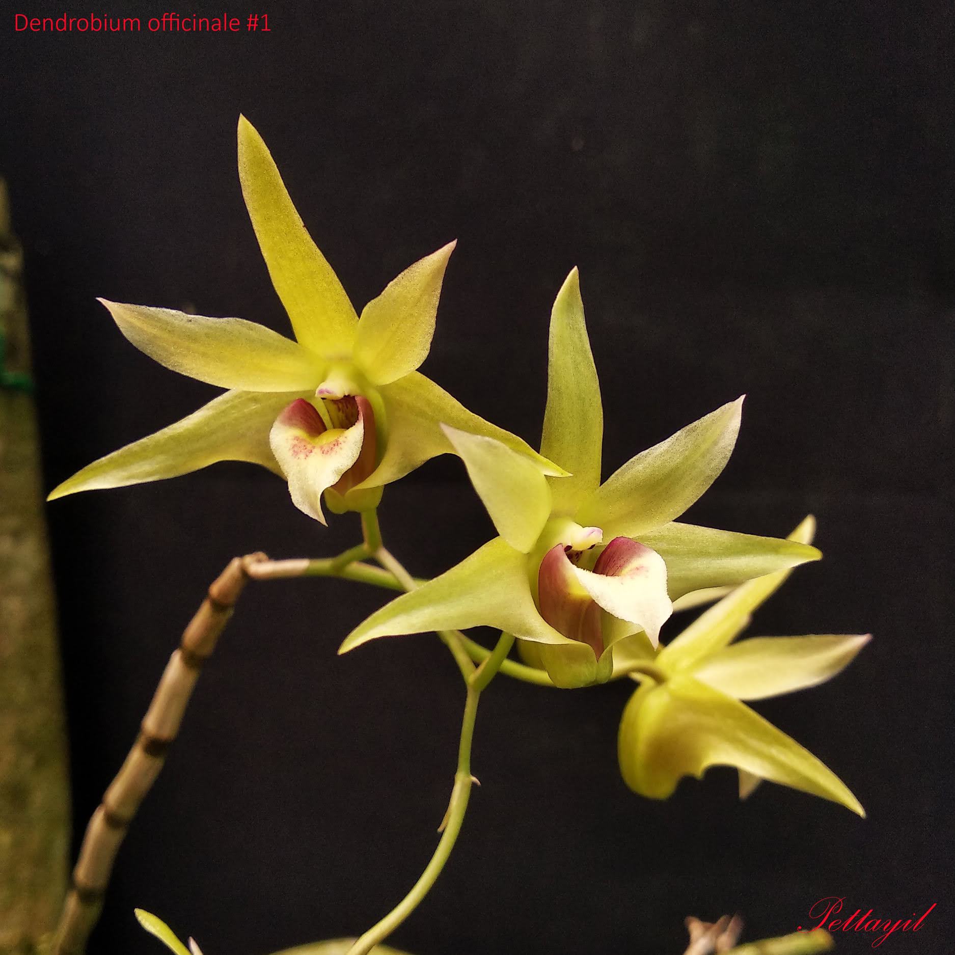 Dendrobium officinale Kimura & Migo