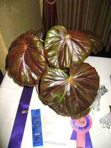 Всё о бегониях и не только...: Begonia 'Foxy Lady', Begonia 'Freddie ...