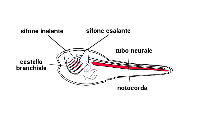 PaleoStories: Mia cugina è un'ascidia!