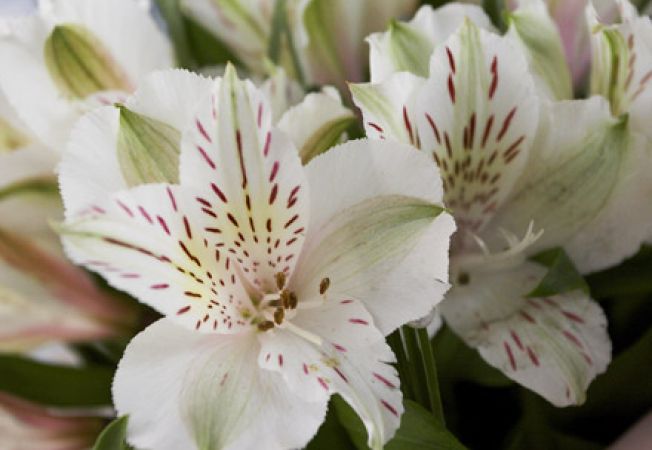 SECTIA IMPRUMUT CARTE PENTRU COPII: LEGENDA CRINULUI