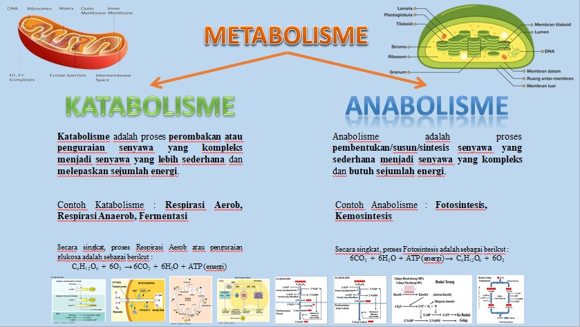 Metabolisme & Respirasi Aerob