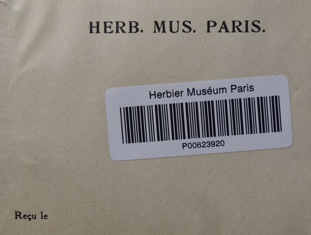 Jacques Huber and the Amazonian Botany: Plant collections