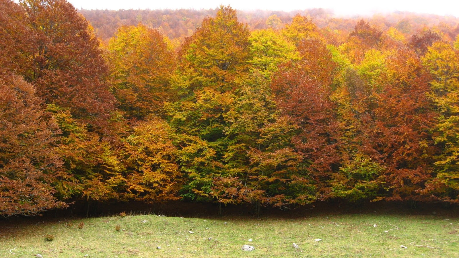 La voce delle cime: Il Faggio