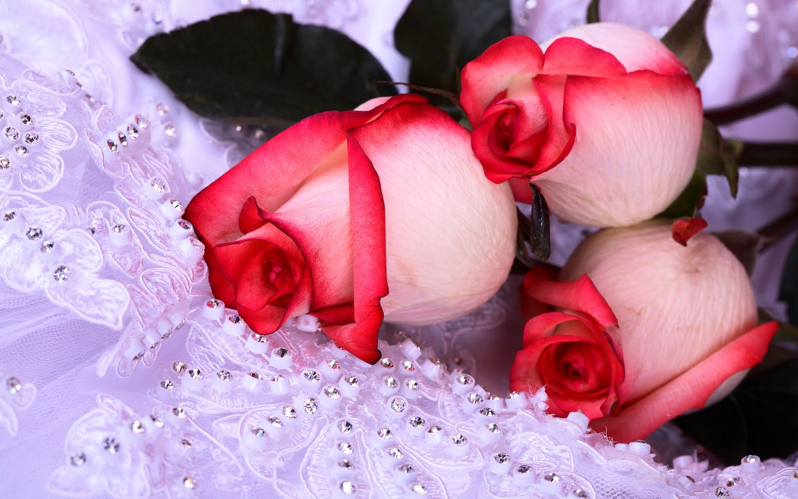 Muzak The One And Only Beautiful Girls De Red Roses