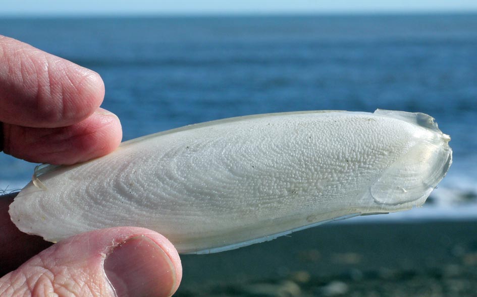 CABINET OF CURIOSITIES: Cuttlefish 'bone'
