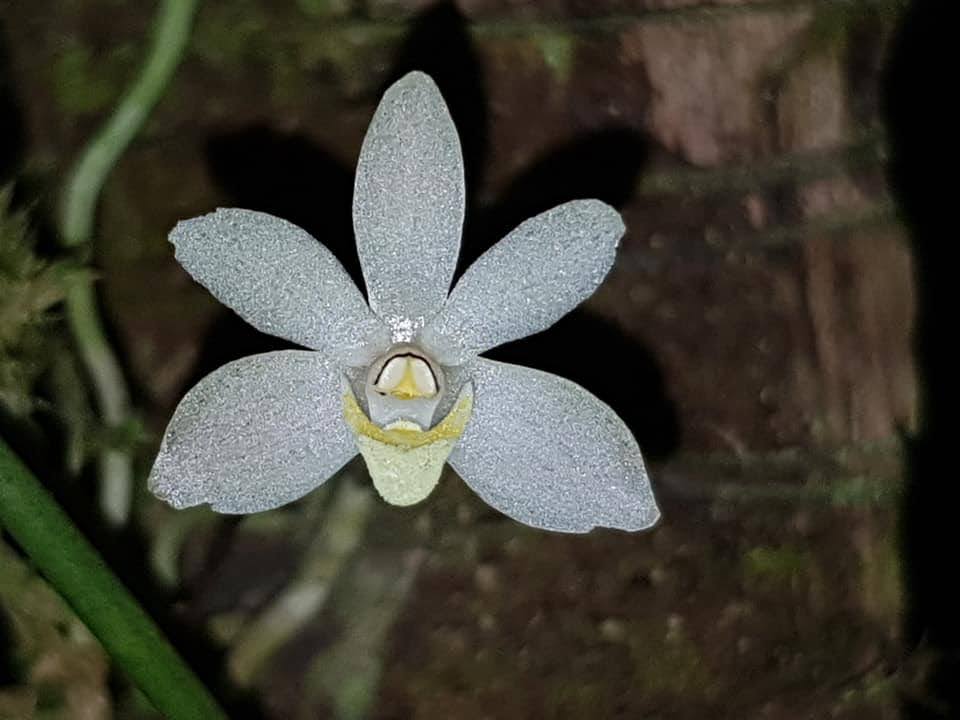 Thrixspermum filiforme