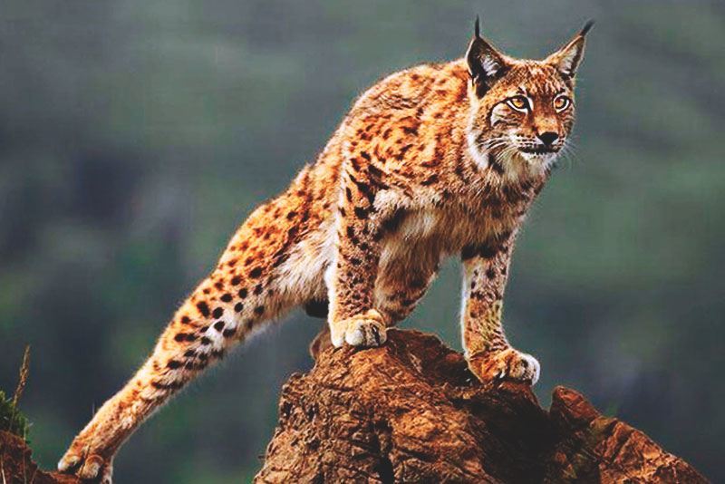 Amici animali: [Scheda] Lince