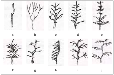 Morfologi Rumput Laut - Lalaukan