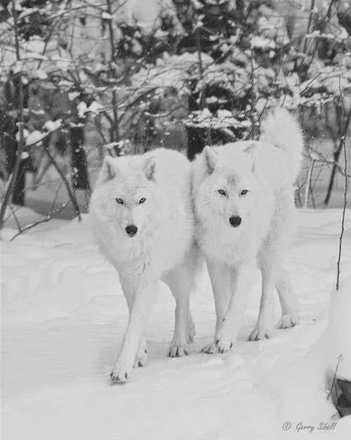 White Wolf : 30 Pictures That Will Make You Fall In Love With Wolves