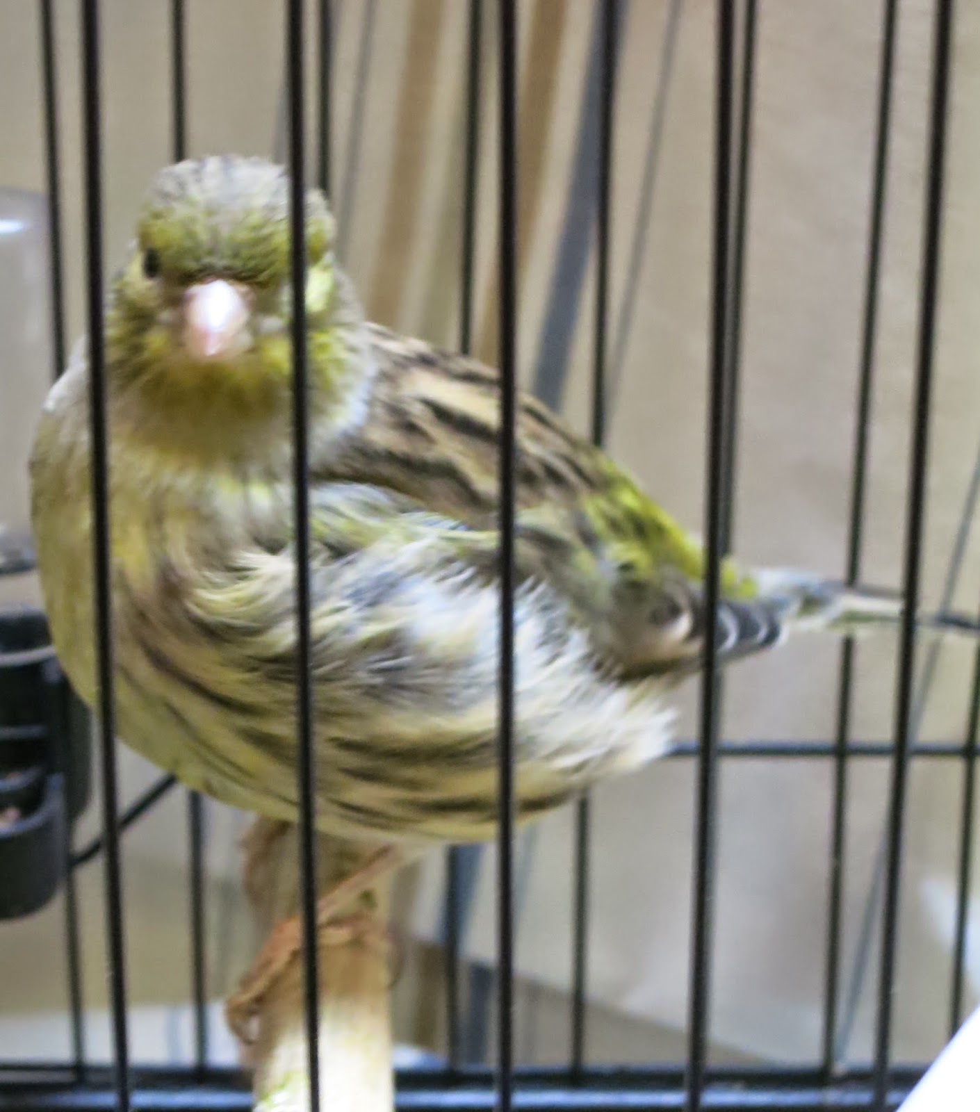 Canary Tales: Florida Canary Fanciers Part 6 Lovely Top Bench Type ...