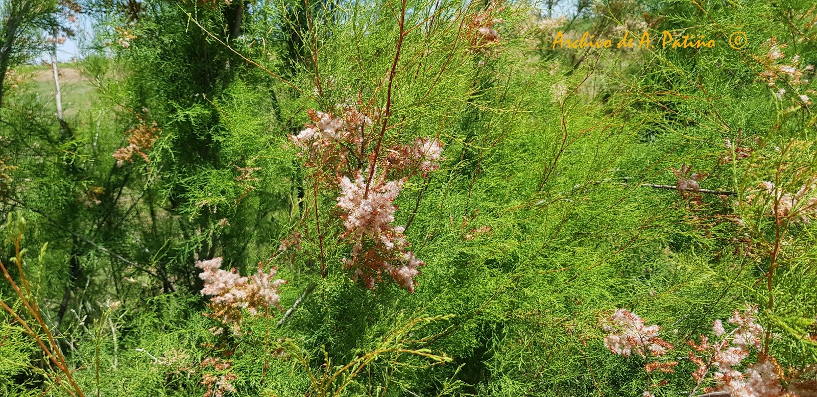 Flora silvestre de Miguel Esteban : PLANTAS QUE EMPIEZAN POR T