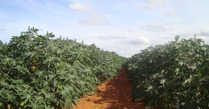 AGRICULTURA NO BRASIL: Cultura da Mamona