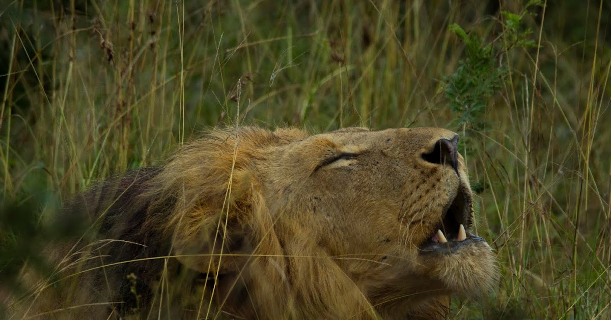 Seeing a Lion for the first time in the Wild