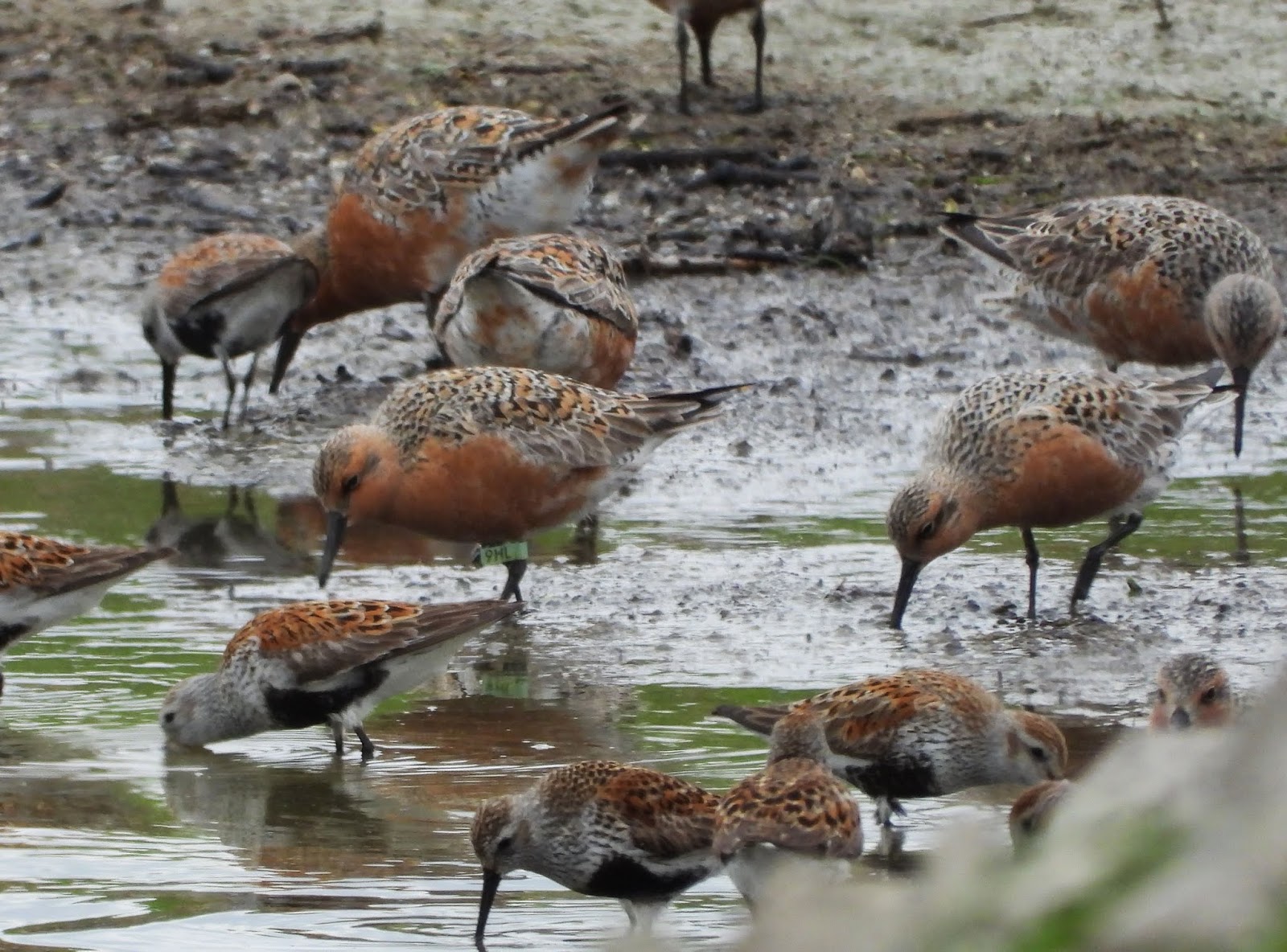 The Curious Naturalist: Red Knot (Calidris canutus rufa) resighting in ...