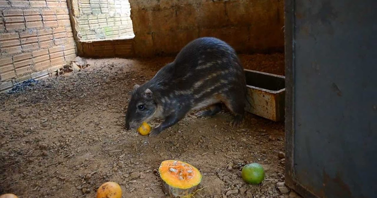CRIAÇÃO DE ANIMAIS: Criação de Pacas (Agouti paca)