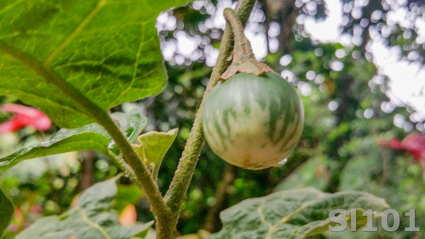 එලබටු - Ela batu - Thalana batu - Egg plant - Solanum melongena