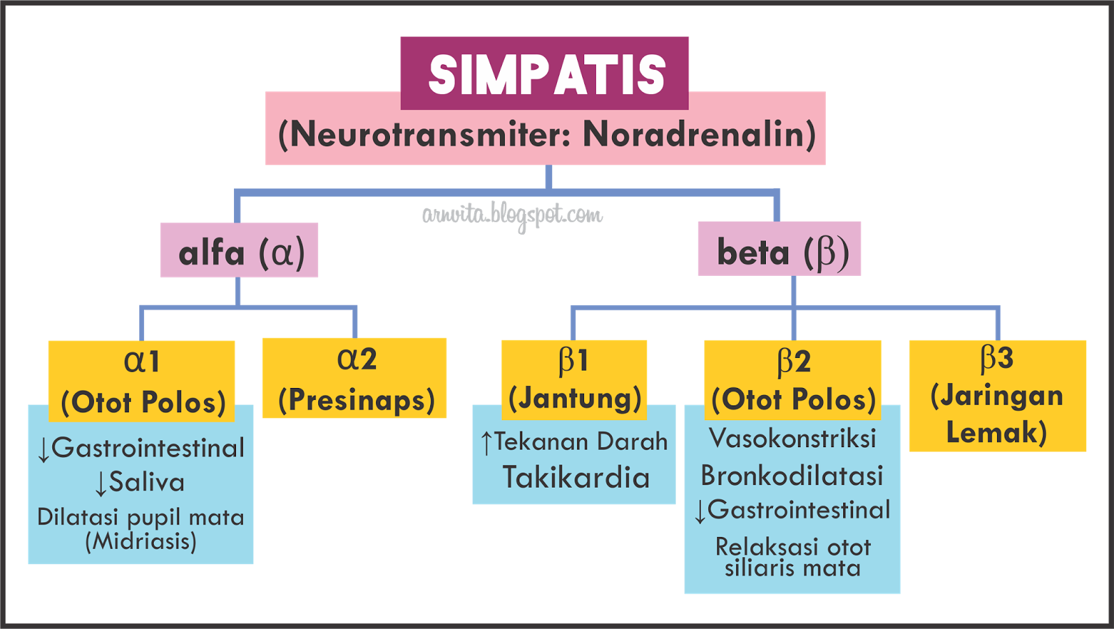 Efek Sistem Saraf Simpatis dan Parasimpatis - ARNVITA