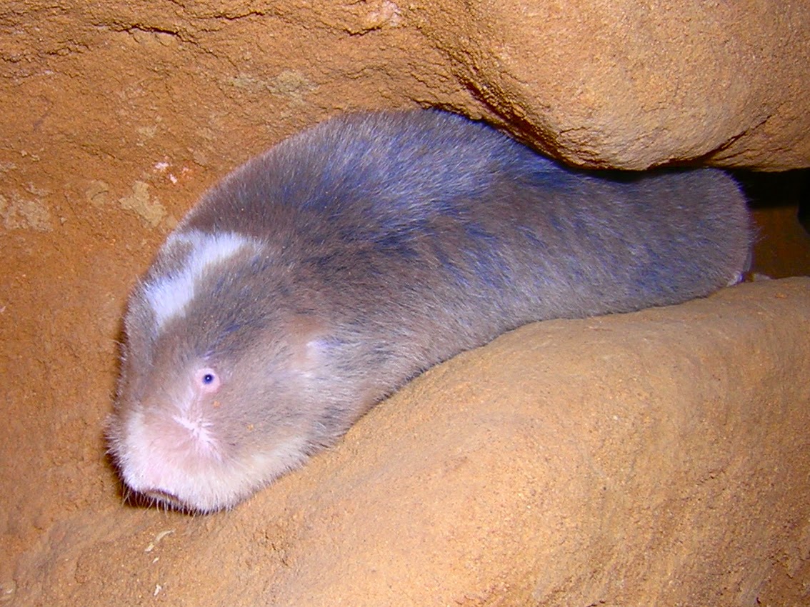 Info animales: ARQUITECTOS SUBTERRÁNEOS