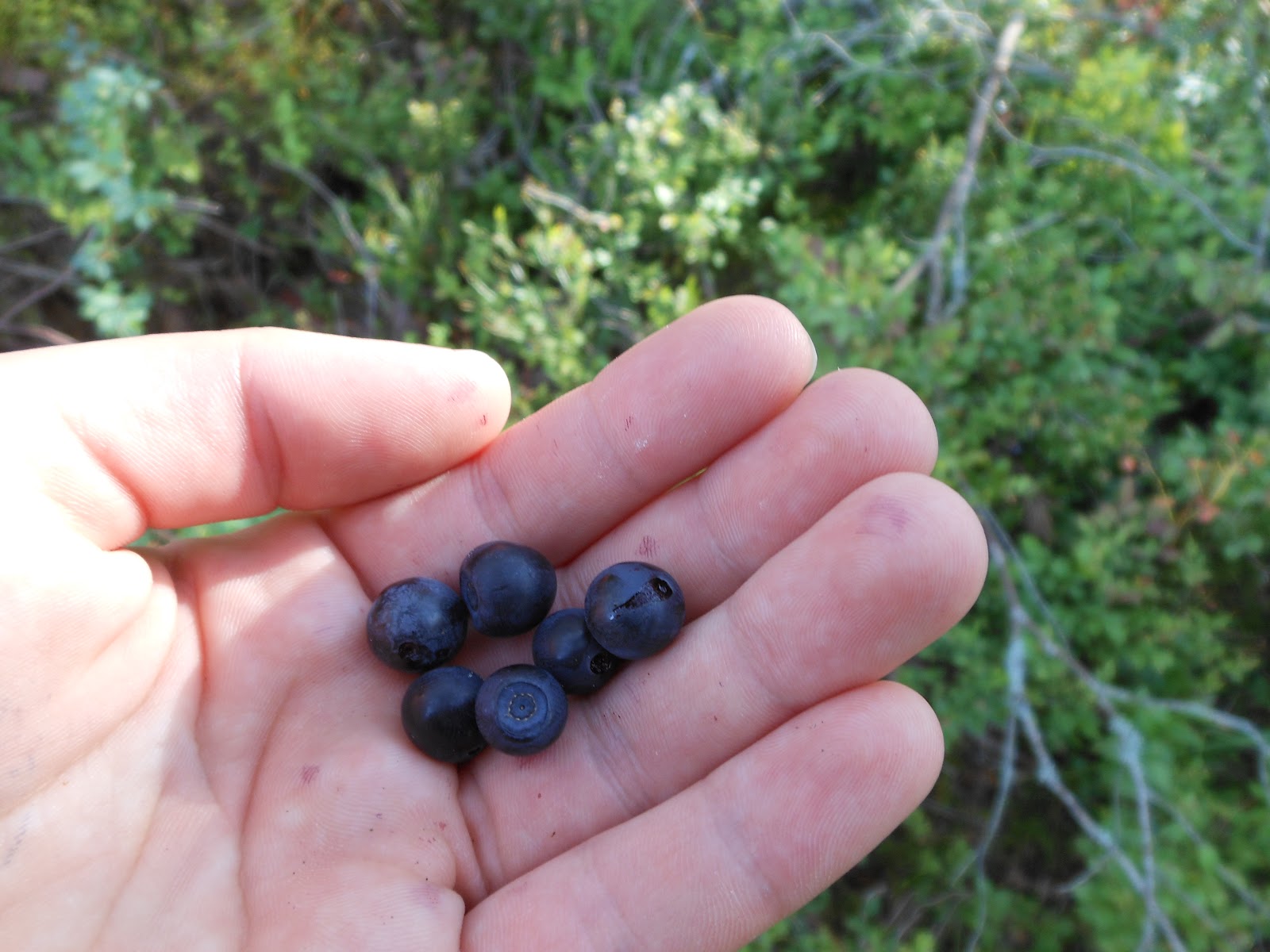 Journey to the Land of Lutefisk and Lefse: Snozzberries Taste Like ...