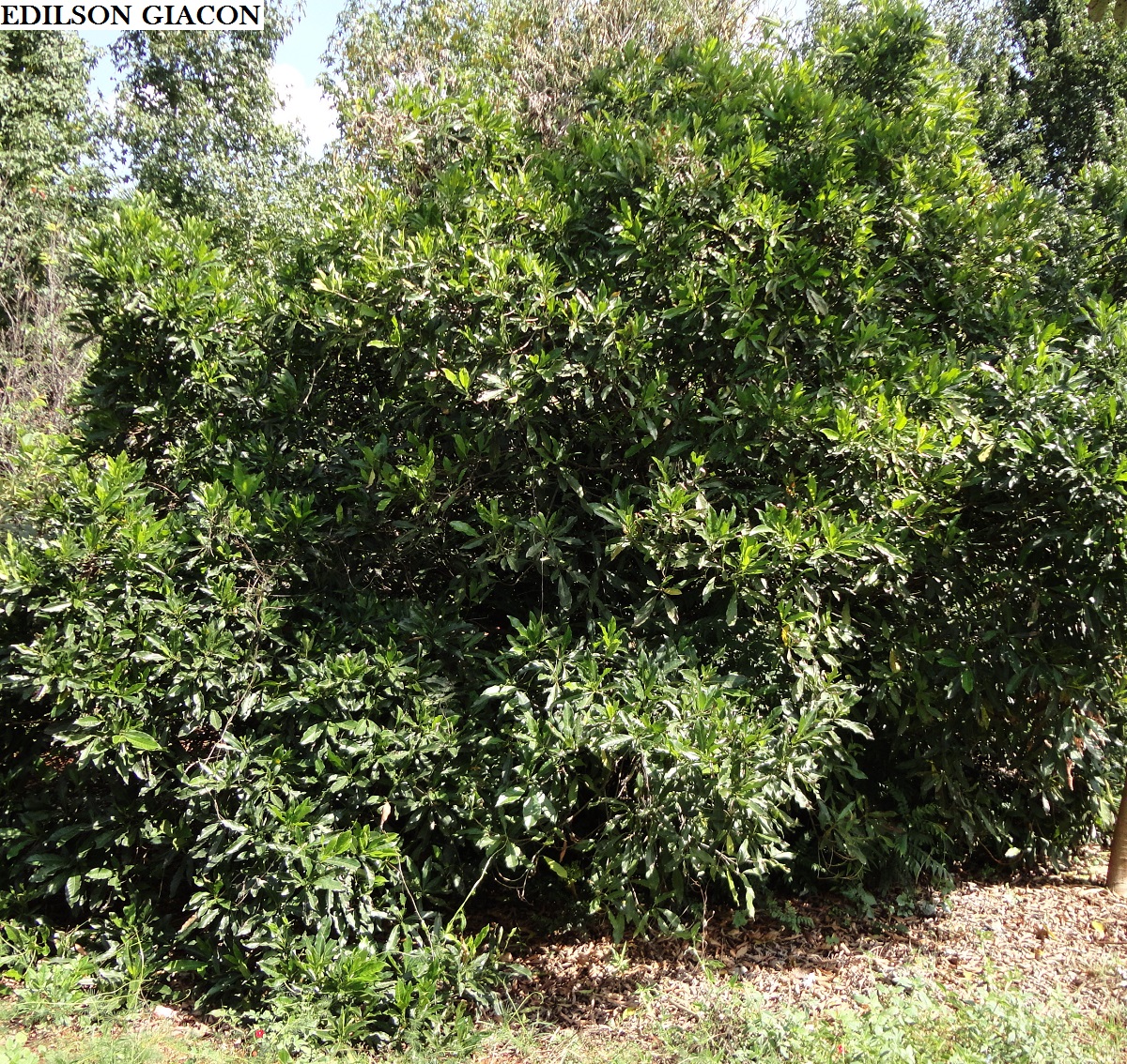 Viveiro Ciprest - Plantas Nativas e Exóticas: Abio Amarelo ( Pouteria ...