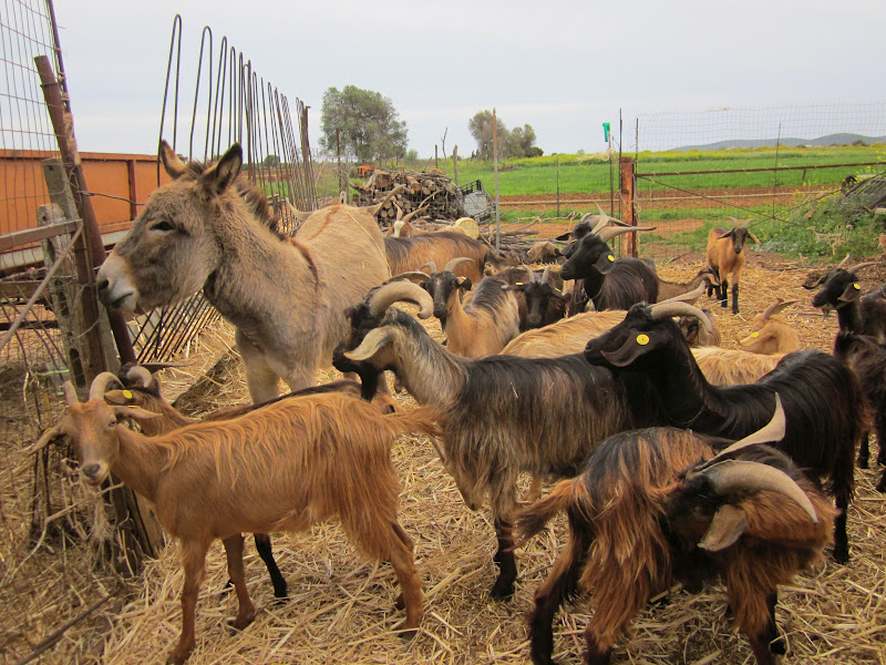 Erica's Italian Adventure: Capre (Goats)