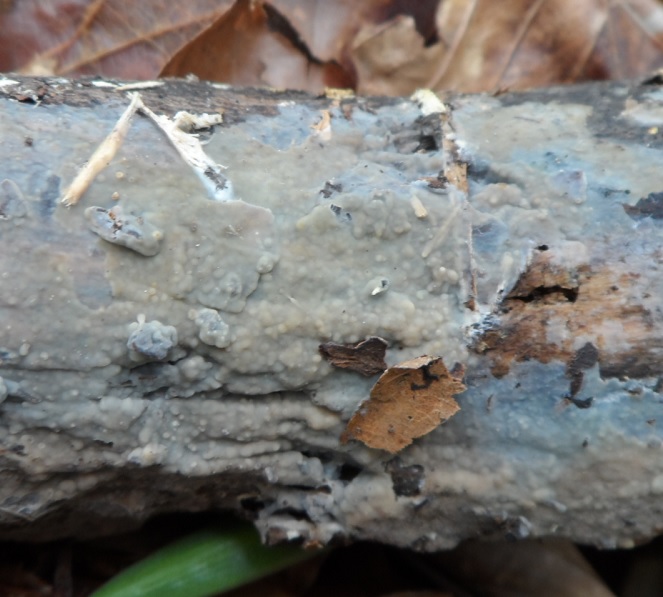 Tony Hardware's Fungi Finds: APRIL 2021 - Uncommon and rare species