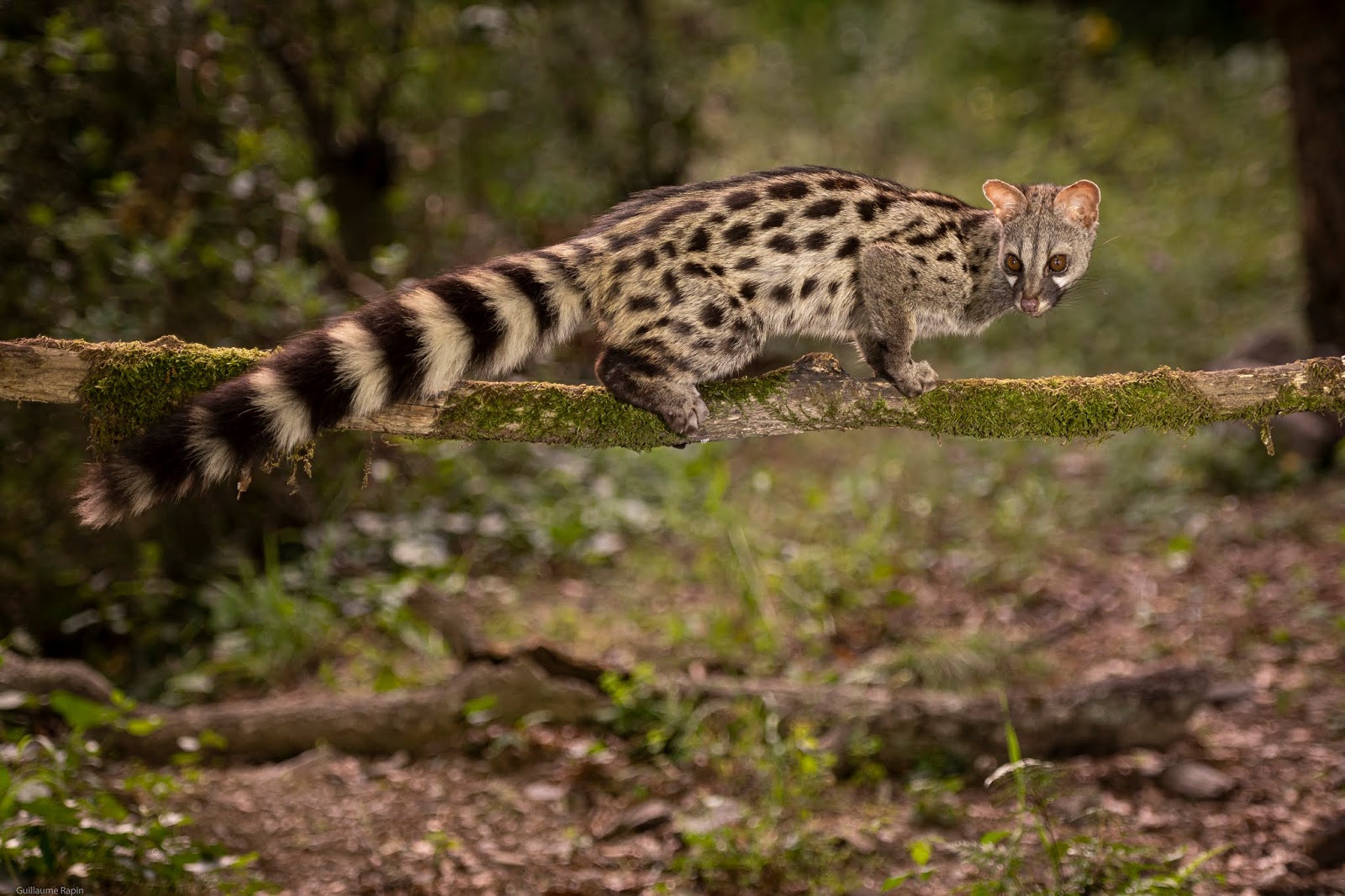 Au plus proche de la nature: Genette commune