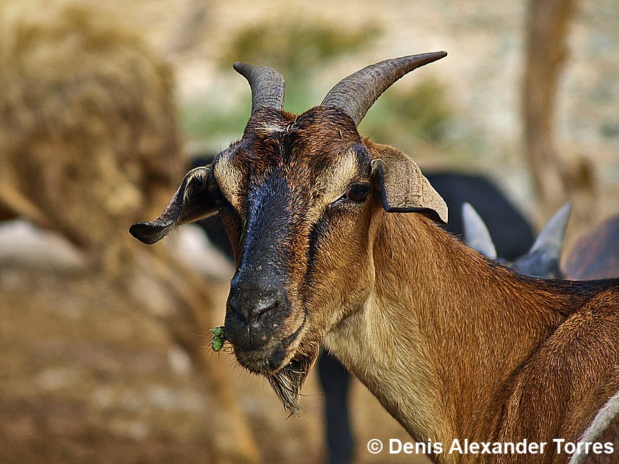 VISION TORRES - IMAGENES DE NUESTRO MUNDO: LOS VALLES SECOS DE MÉRIDA ...