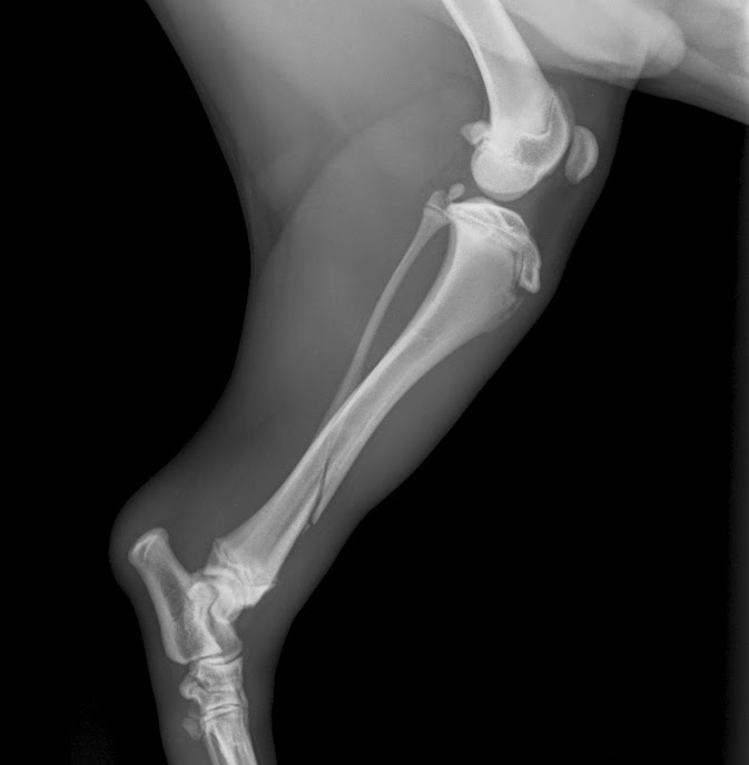 Traumatología y Ortopedia Veterinaria: Traumatologia