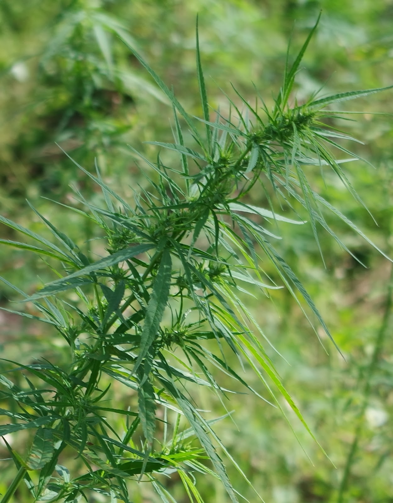 contoh tanaman berbahaya | narkoba