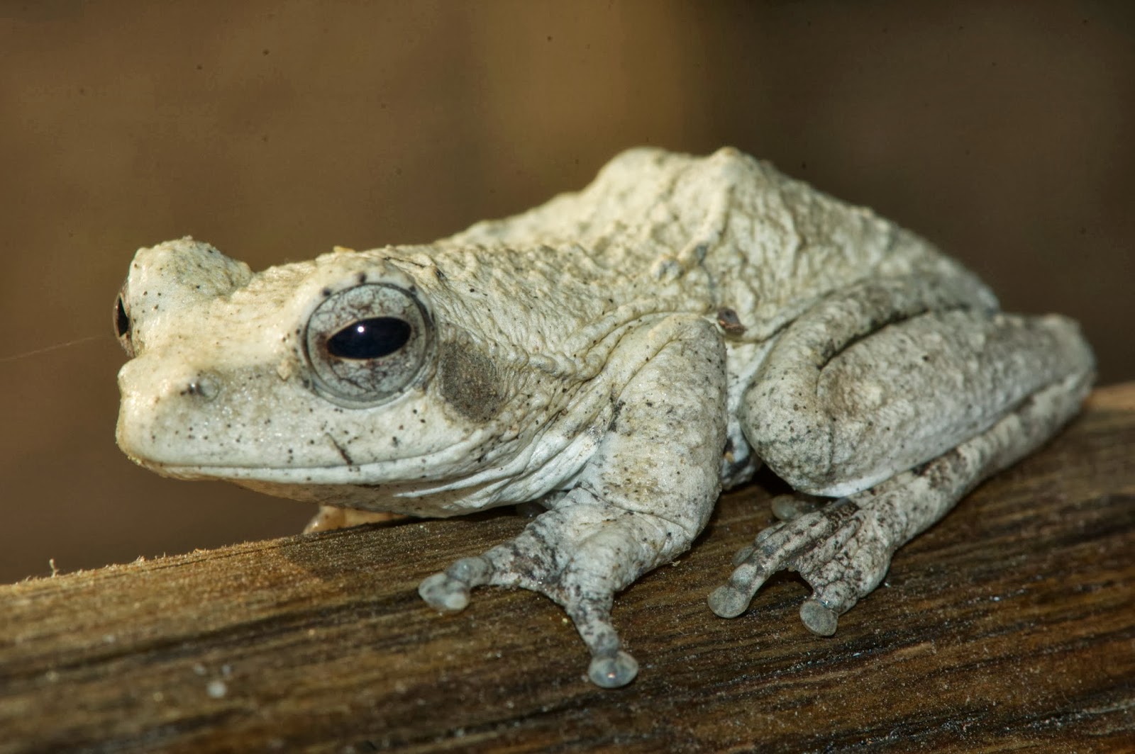 I Speak For The Fleas.: Moholoholo grey tree frog (Chiromantis xerampelina)