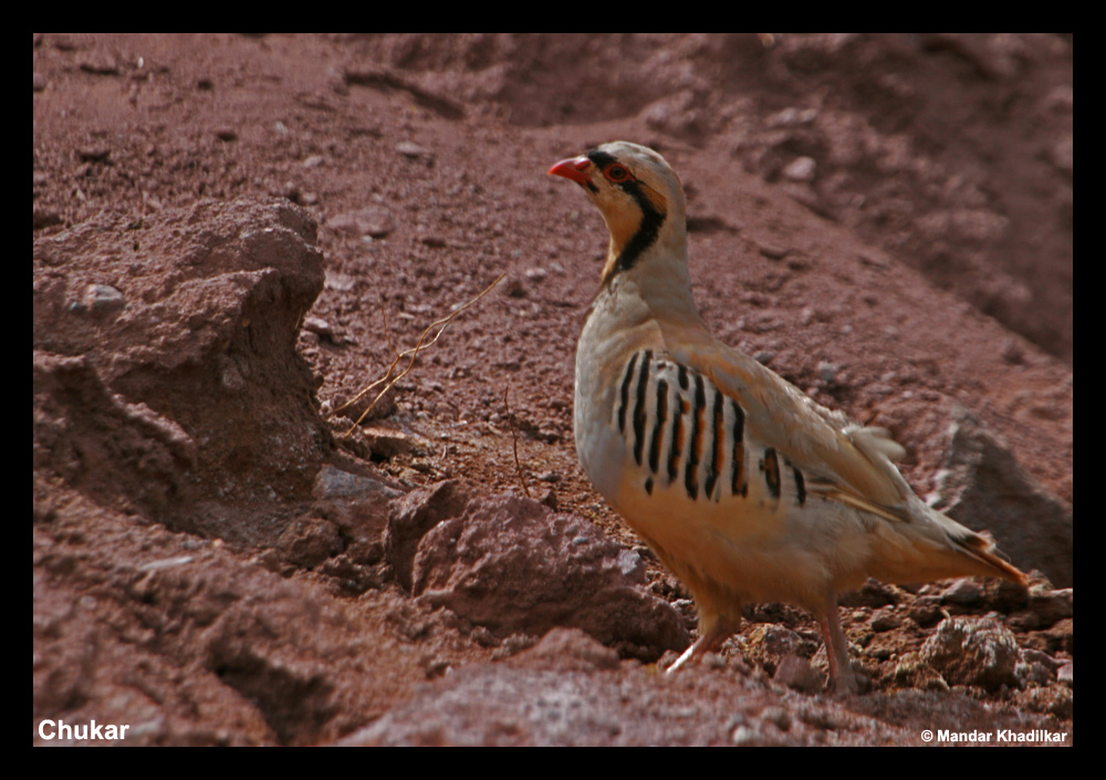 Birding Travelogue: Ladakh... One of its kind... A Cold Desert