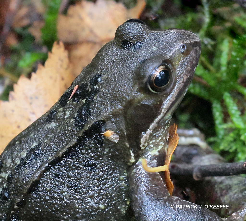 Raw Birds: EUROPEAN COMMON FROG (Orthetrum cancellatum) Girley Bog ...