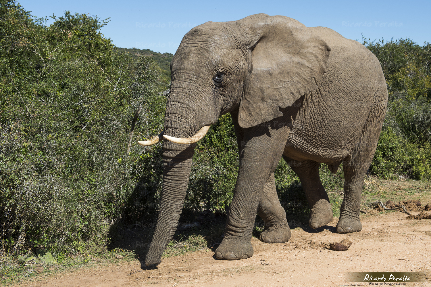 Elefante Africano De Sabana Africano