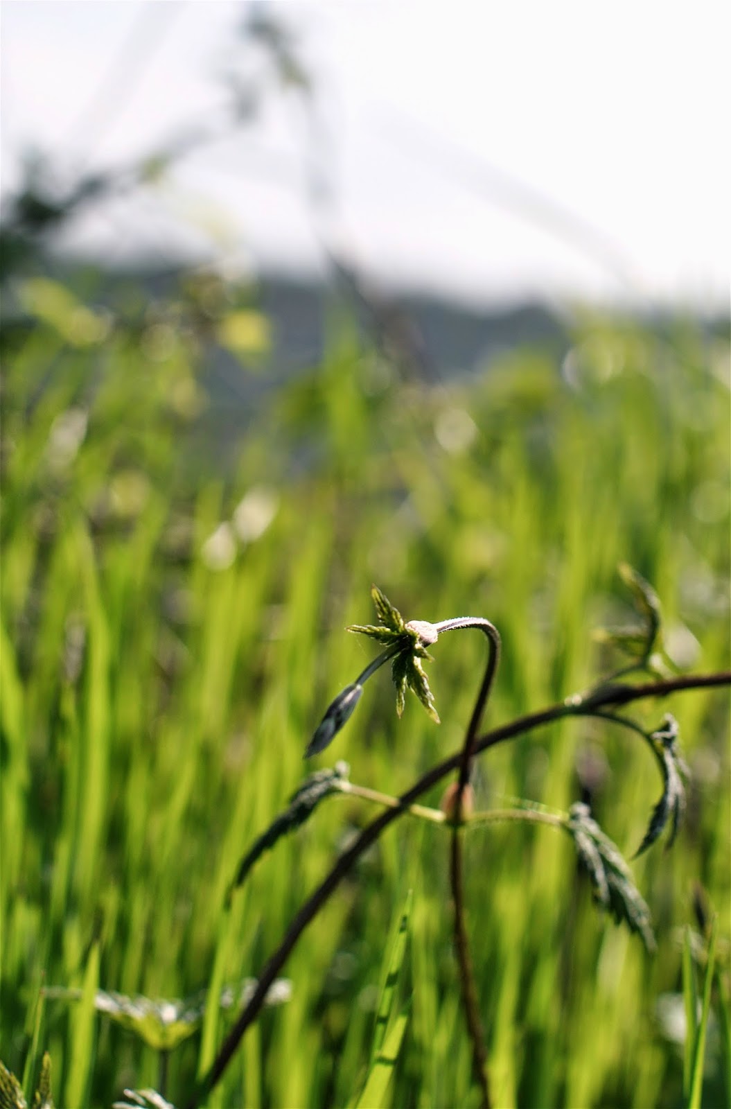 Sere in cucina: Un ingrediente per due: il luppolo selvatico