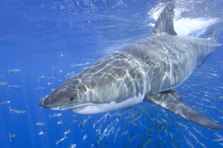 Blog do Jonas: Quais são as espécies de tubarão?