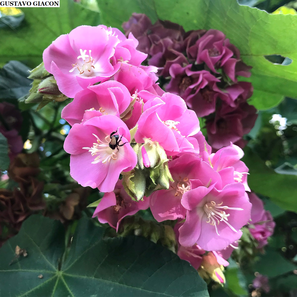Viveiro Ciprest - Plantas Nativas e Exóticas: Dombeia ou Astrapeia Rosa ...