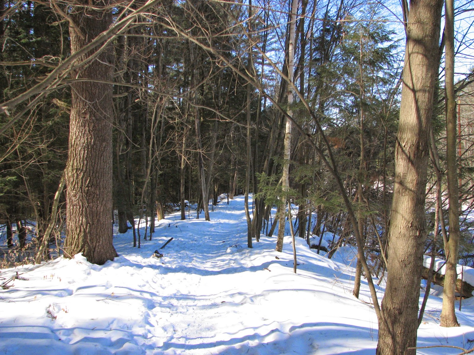South Burlington, Vermont Nature Trails - UVM Centennial Woods Natural ...
