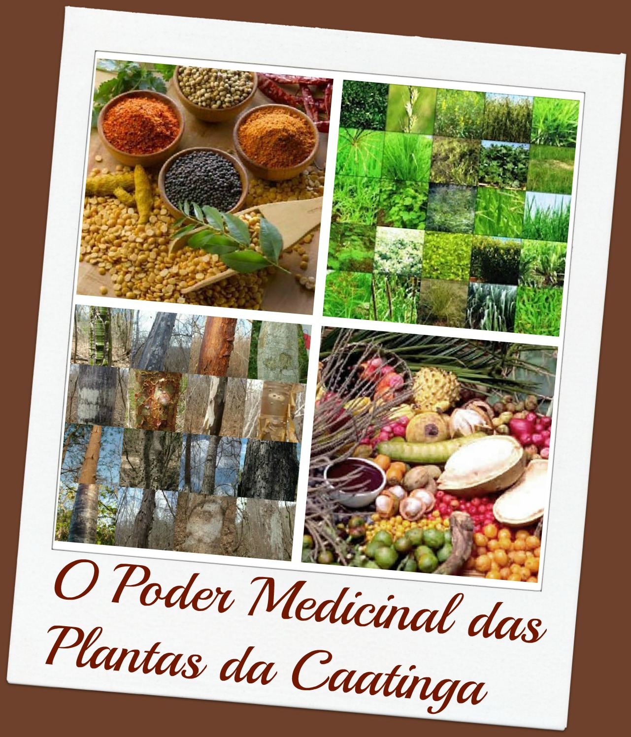 VENTO NORDESTE: DO LAMBEDOR ÀS GARRAFADAS - O PODER MEDICINAL DAS ...