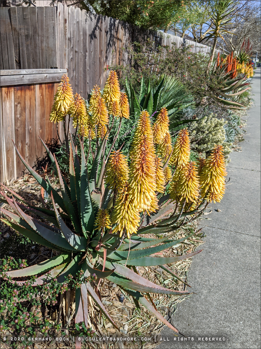 Aloes aloes