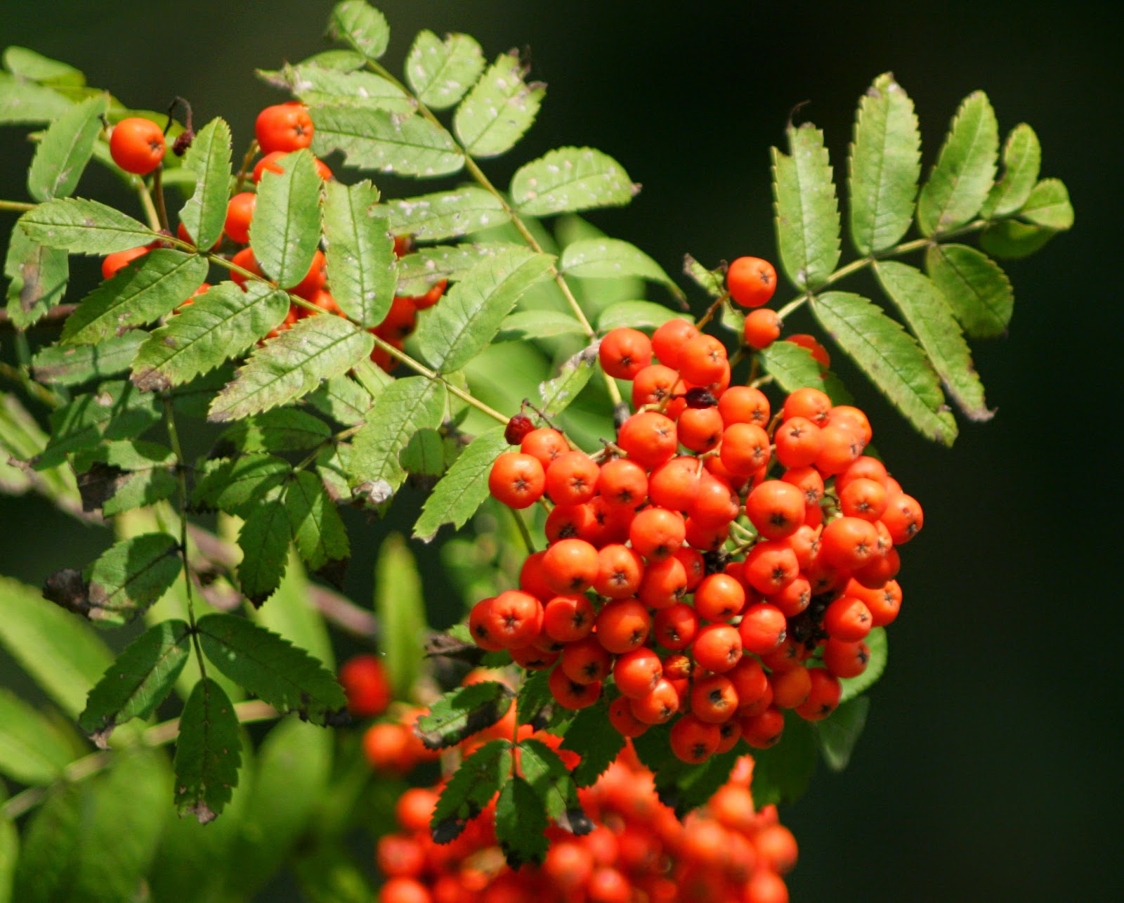 Trees Planet: Sorbus aucuparia - Rowan - (Mountain Ash)