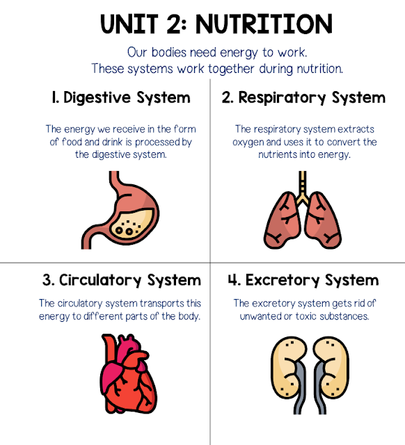 Clase de 6º - Andrés Segovia: SCIENCE: UNIT 2 - Nutrition