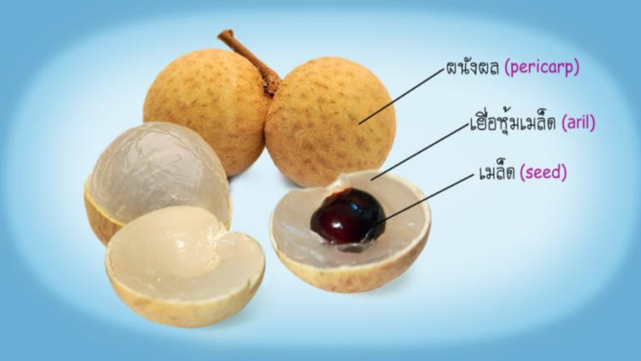 Aril เจริญมาจากไหน ? - BIOLOGY BY KRU-P'BANK