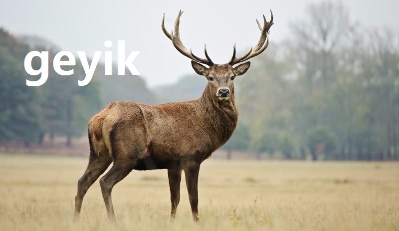 geyik - BilginCin