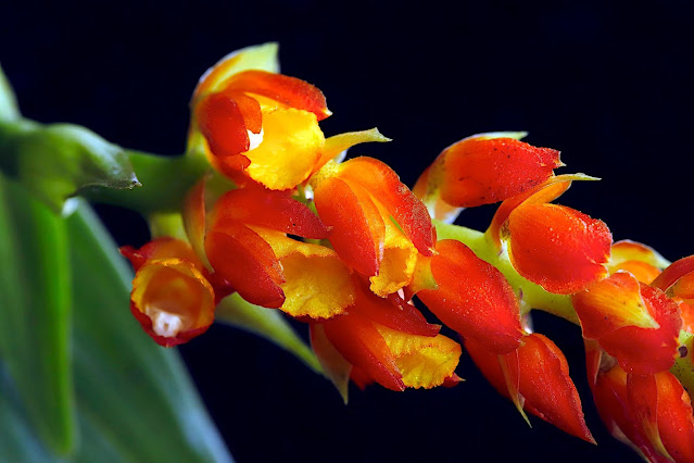 Elleanthus hymenophorus