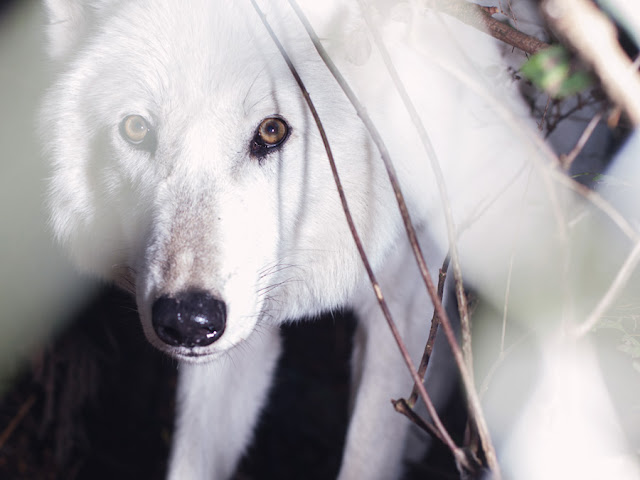White Wolf : Photos taken over six years show recovery and delicate ...