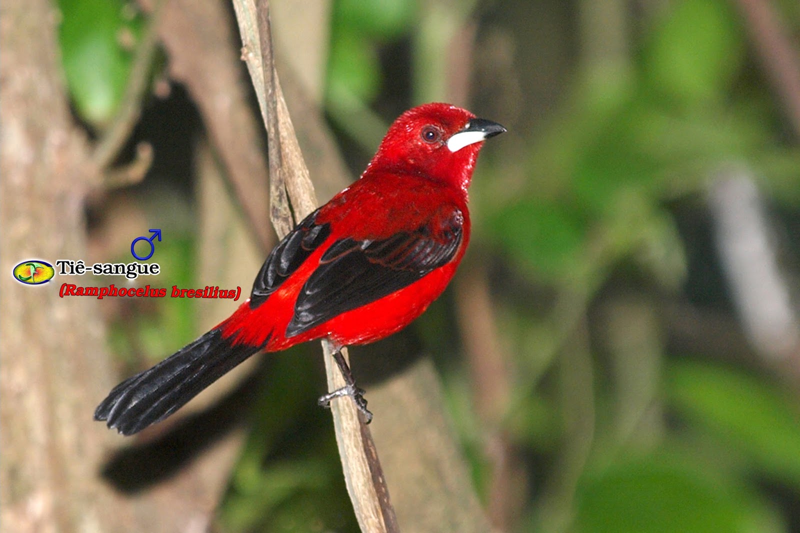 Zoologia: Tiê-sangue (Ramphocelus bresilius)