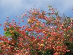 Garden Guy Hawaii: Rainbow Shower Trees