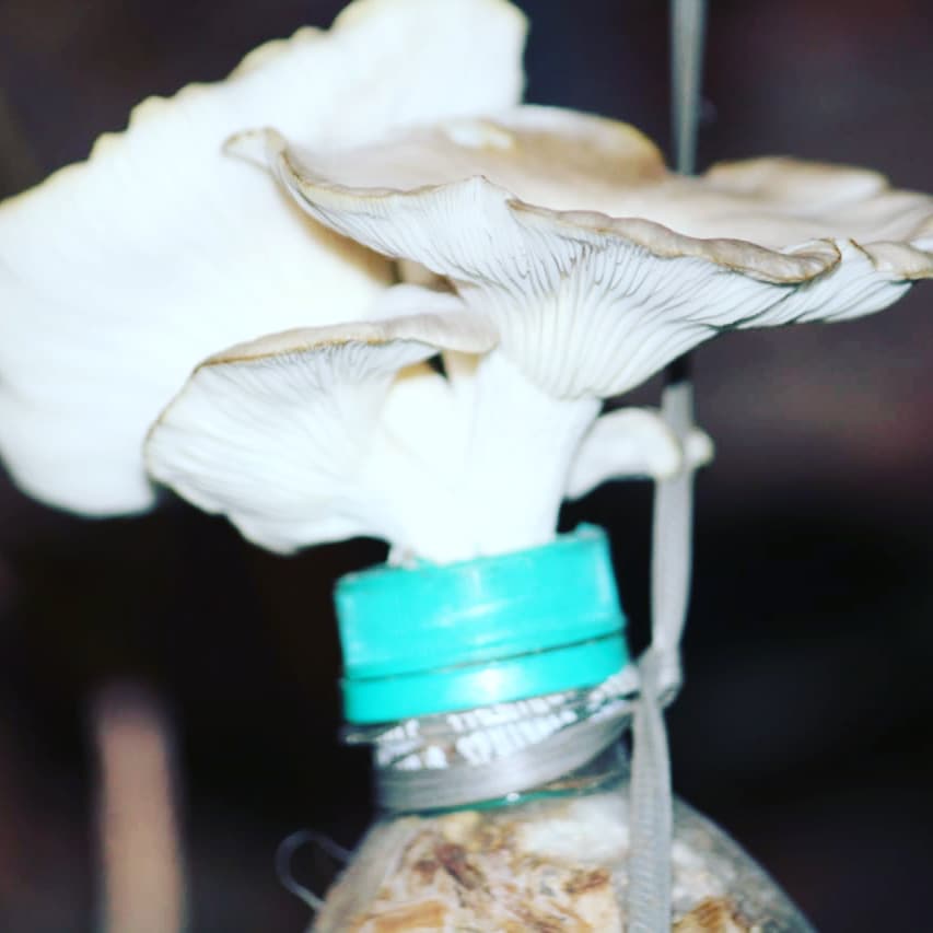 How to grow oyster mushroom in waste plastic bottle | Mushroom ...