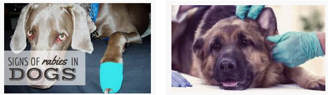 Financial Advisor: These are signs that your pet dog has rabies